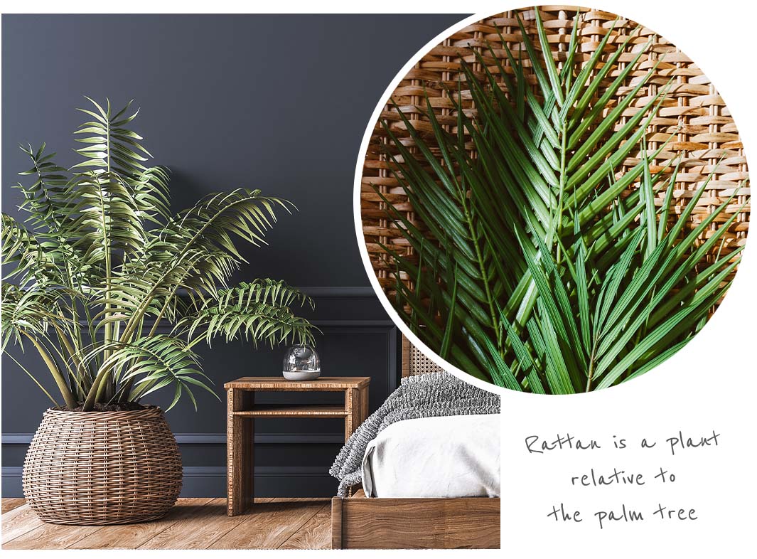 What is rattan and where does it come from?